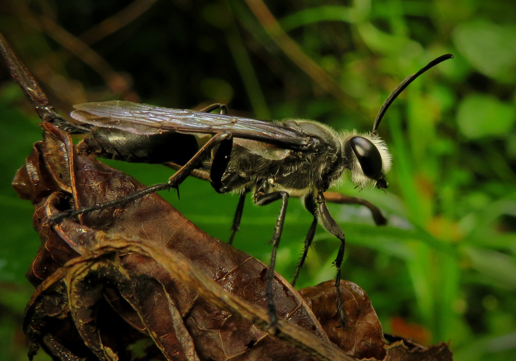 Digger Wasps (Sphex argentatus) - Bali Wildlife