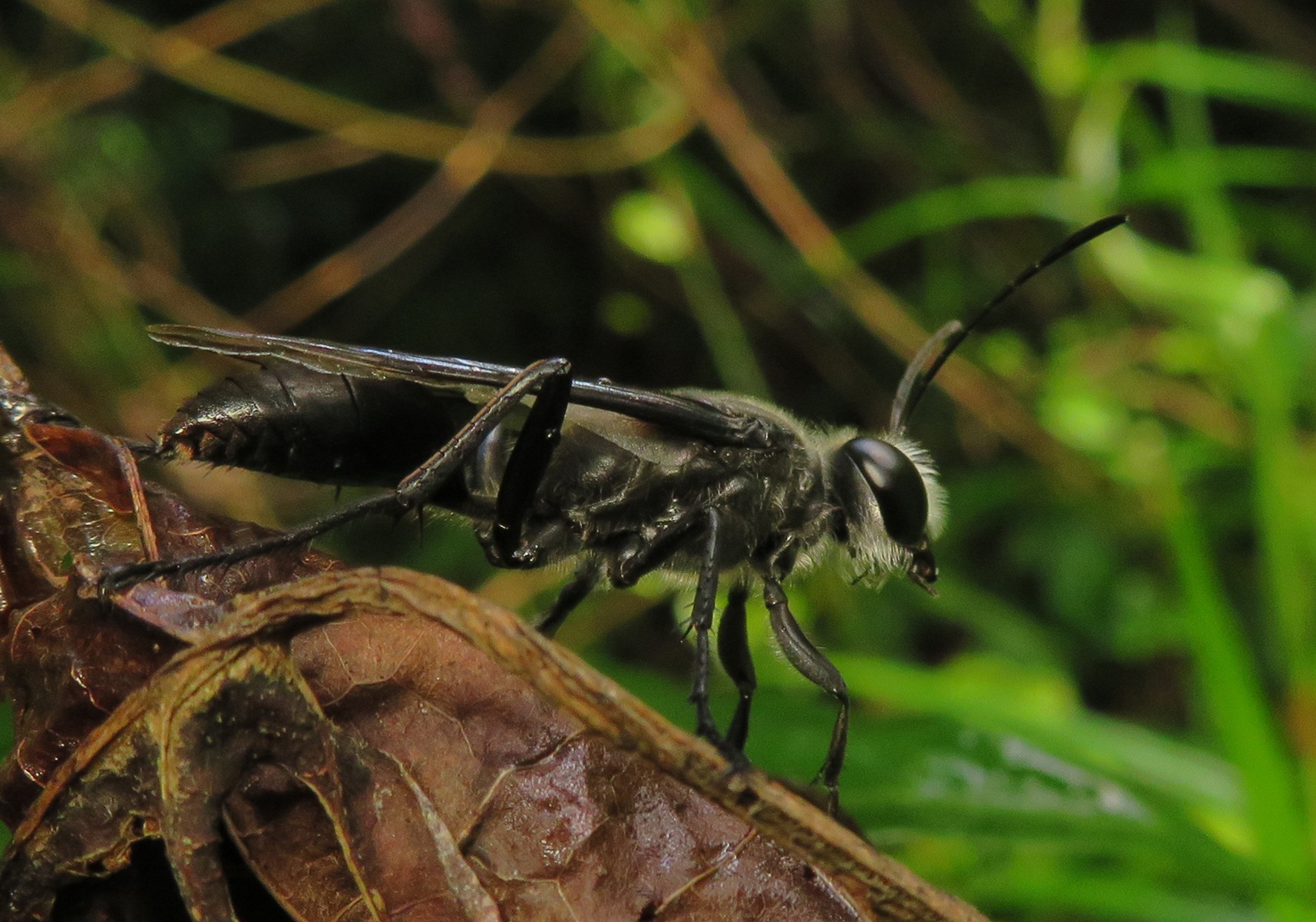 Digger Wasps (Sphex argentatus) - Bali Wildlife