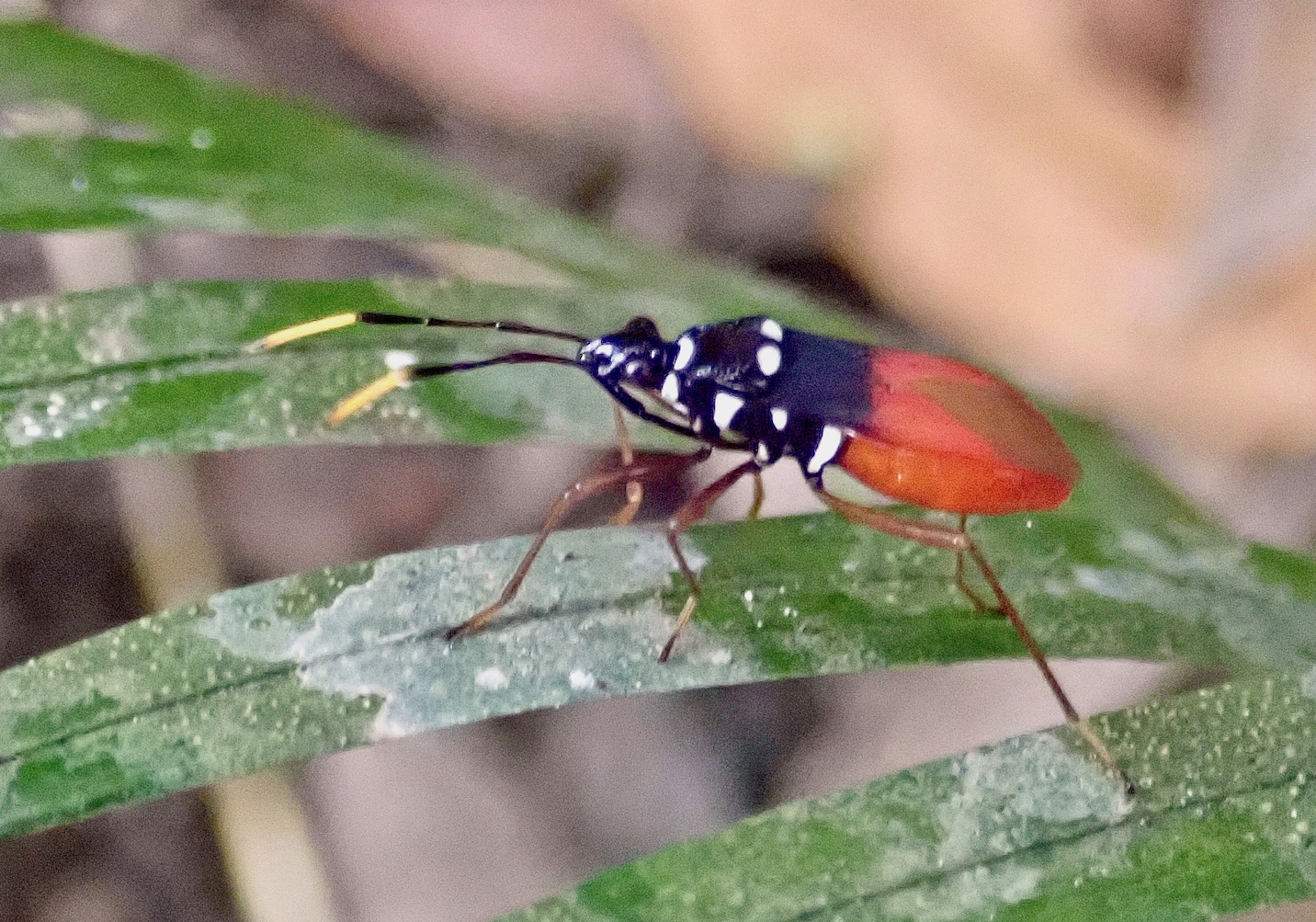 Red Bugs (Dindymus albicornis) - Bali Wildlife