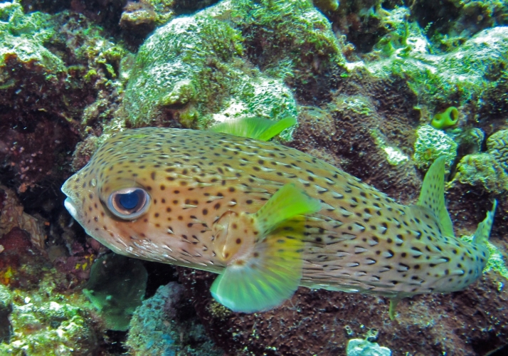 Spotted Porcupinefish (Diodon hystrix) - Bali Wildlife