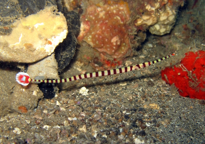 Banded Pipefish (Dunckerocampus dactyliophorus) - Bali Wildlife