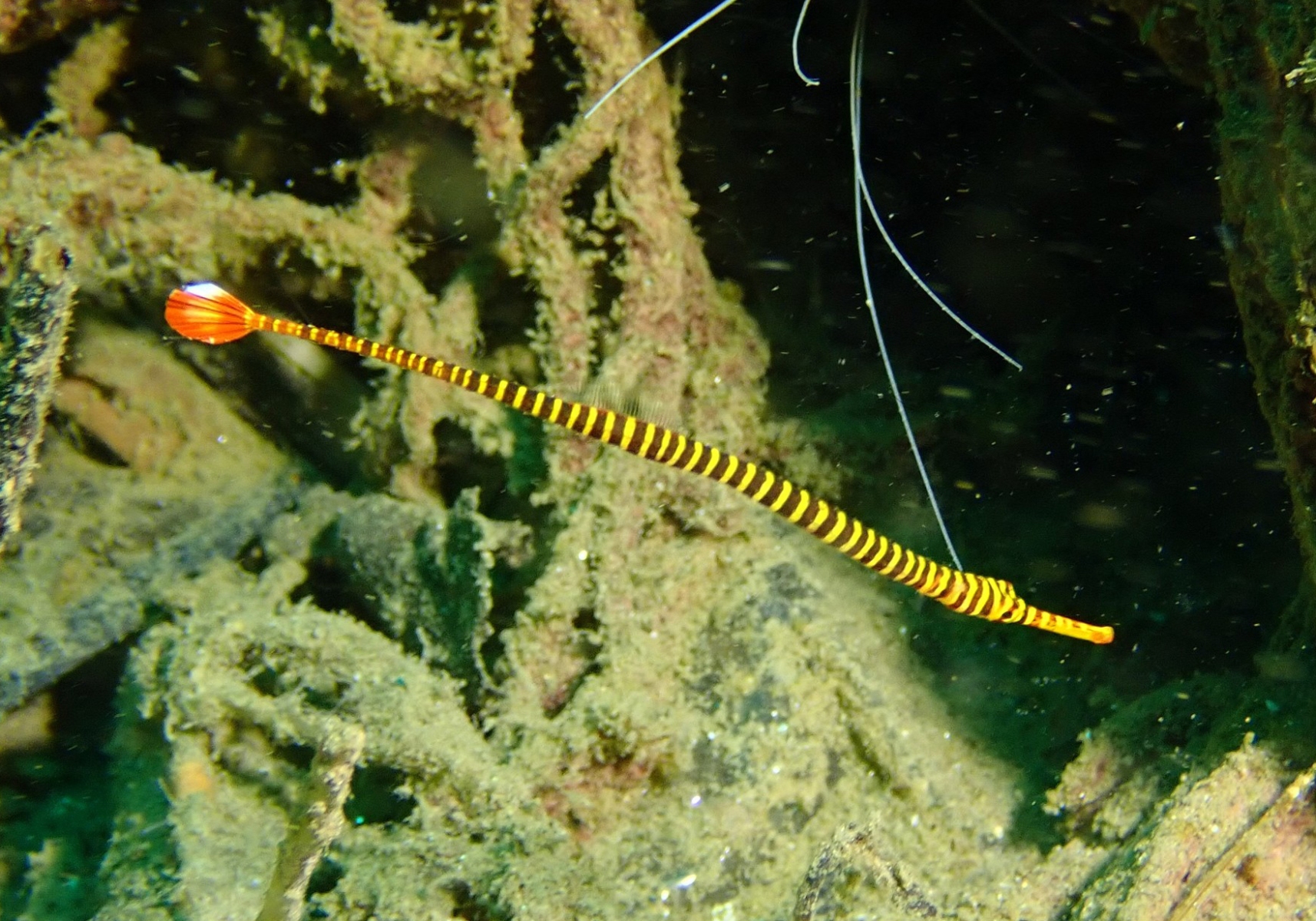 Yellowbanded Pipefish (Dunckerocampus pessuliferus) - Bali Wildlife