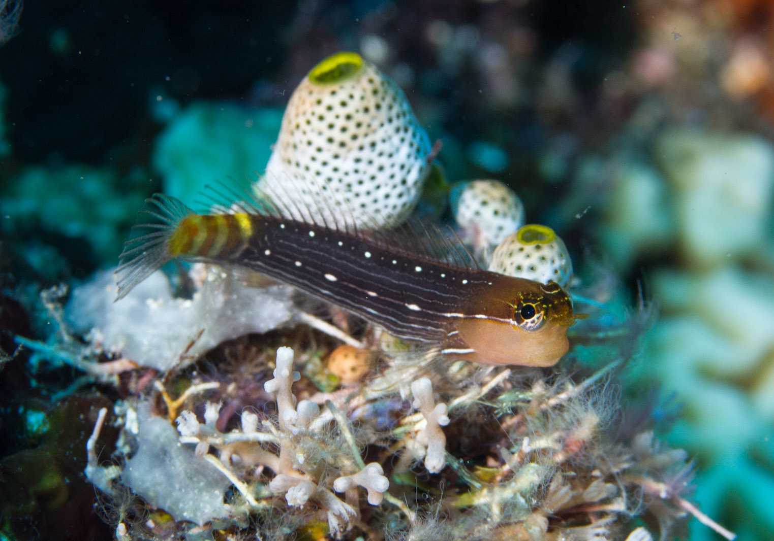 Pictus Blenny (Ecsenius pictus) - Bali Wildlife