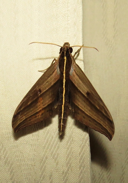 Macroglossine Sphinx Moths (Elibia dolichus) - Bali Wildlife