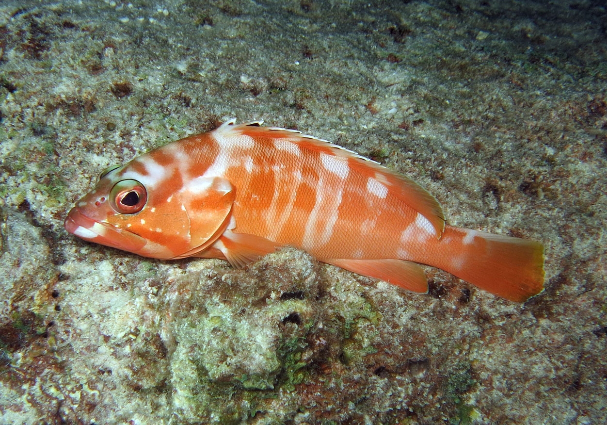 Blacktip Grouper (Epinephelus fasciatus) - Bali Wildlife