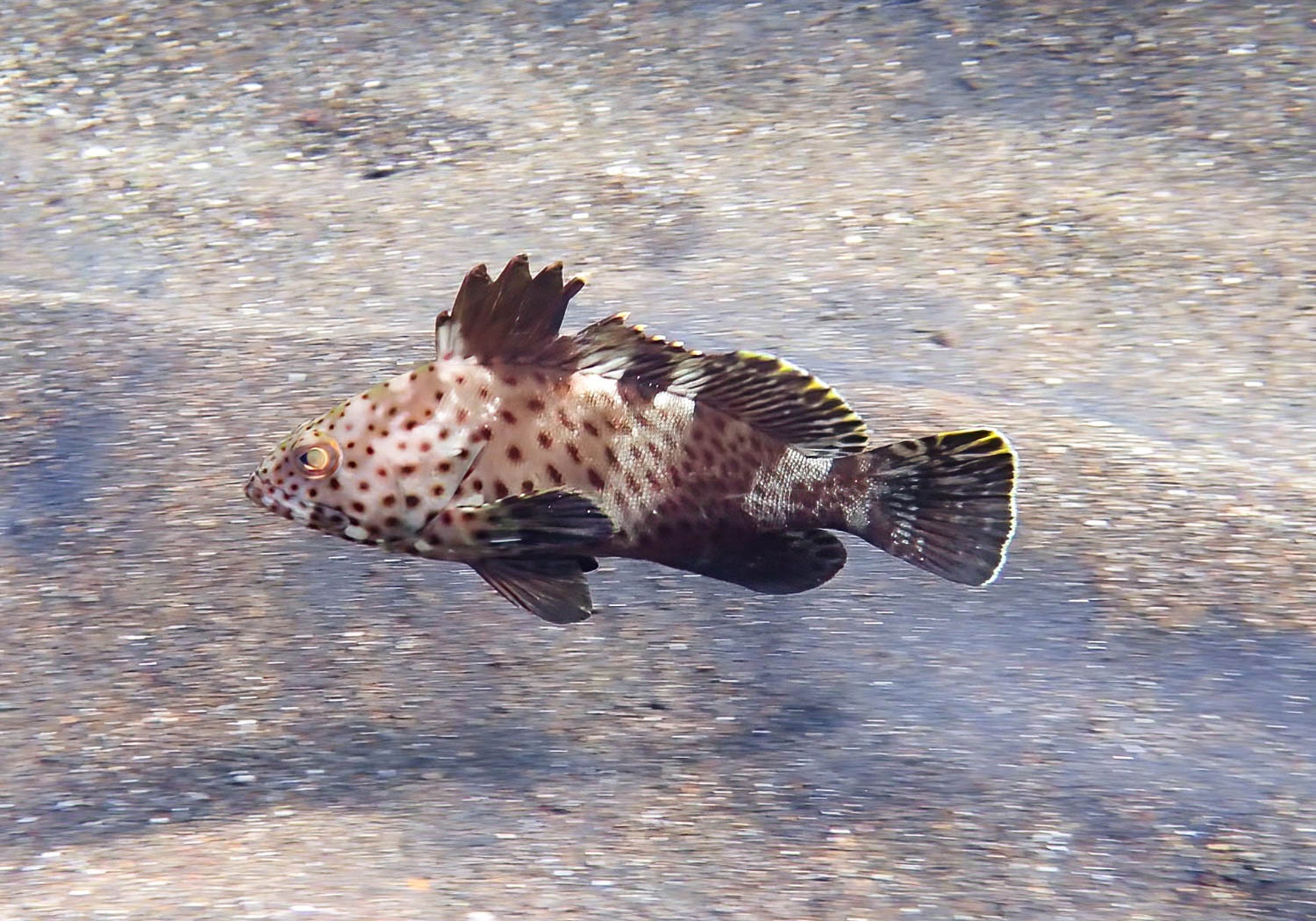 Highfin Grouper (Epinephelus maculatus) - Bali Wildlife
