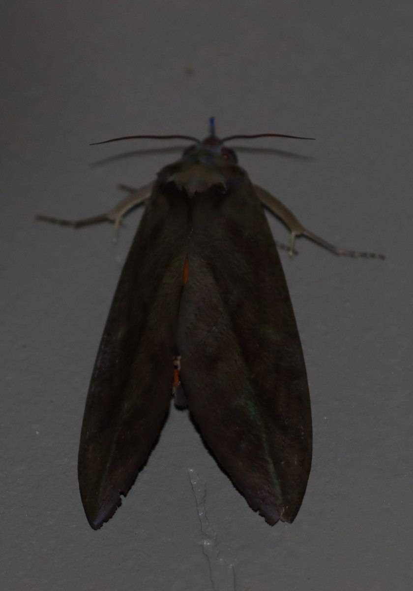 Common Fruit-Piercing Moth (Eudocima phalonia) - Bali Wildlife