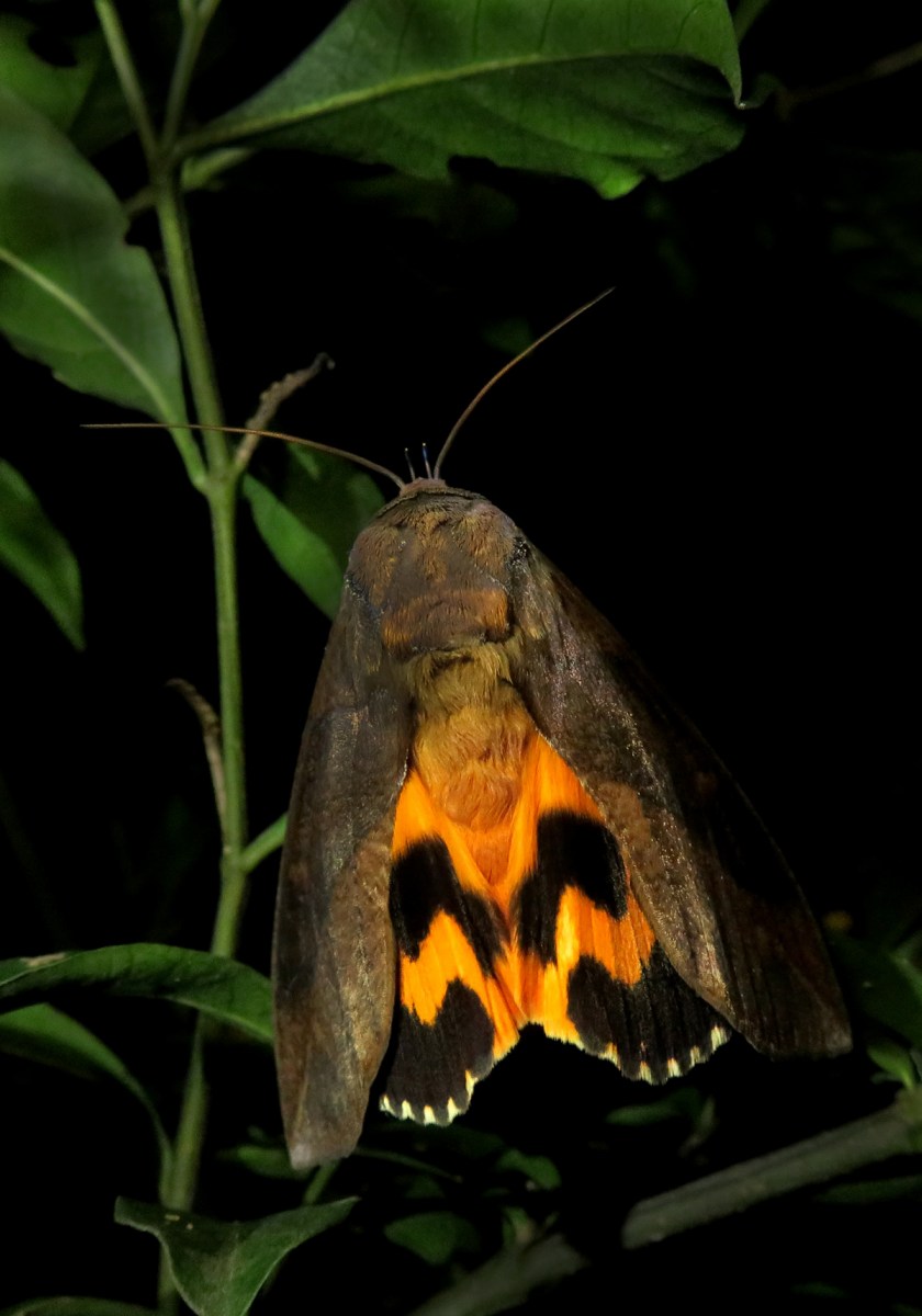 Common Fruit-Piercing Moth (Eudocima phalonia) - Bali Wildlife