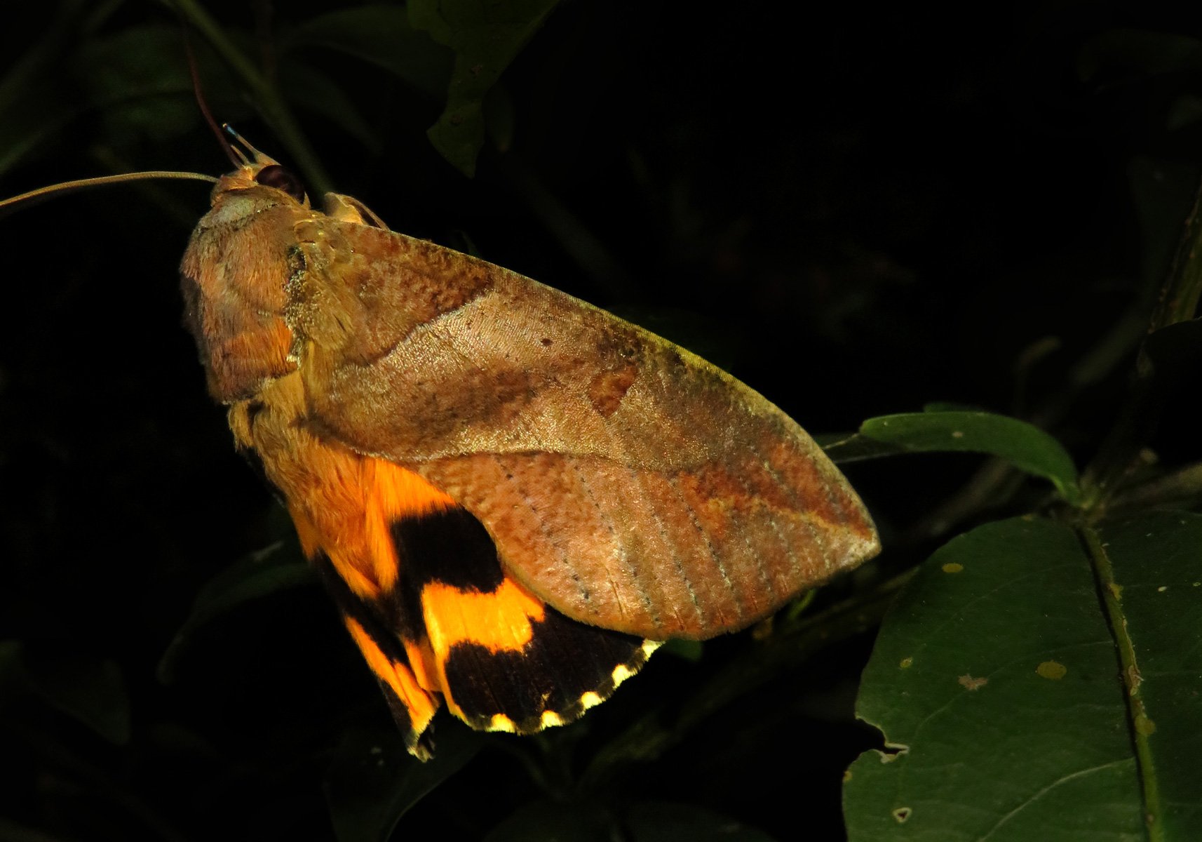 Common Fruit-Piercing Moth (Eudocima phalonia) - Bali Wildlife