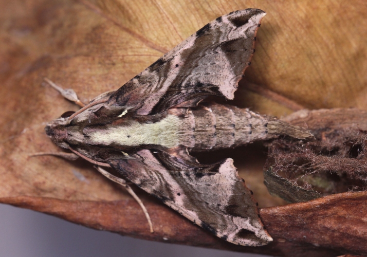 Macroglossine Sphinx Moths (Eupanacra elegantulus) - Bali Wildlife