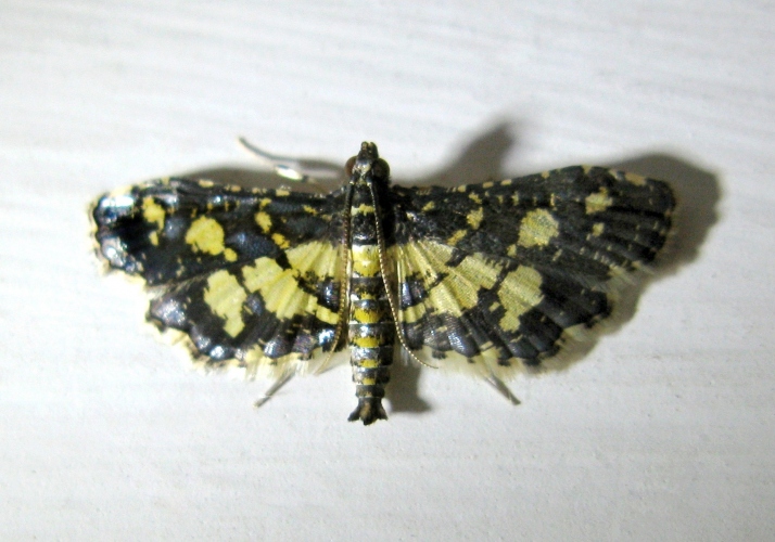 Yellow Blotched Pearl Moth (Eurrhyparodes bracteolalis) - Bali Wildlife