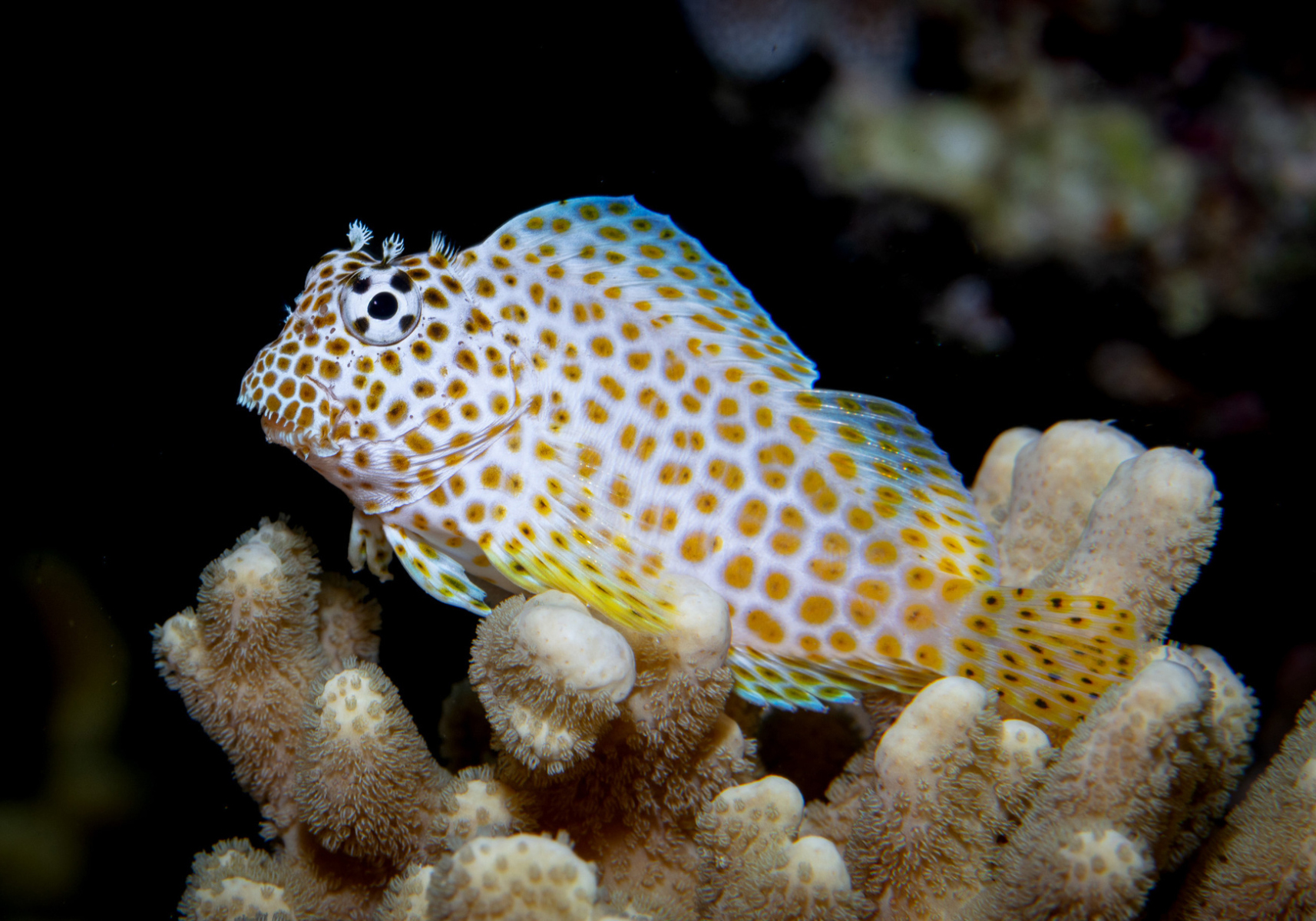 Leopard Blenny (Exallias brevis) - Bali Wildlife