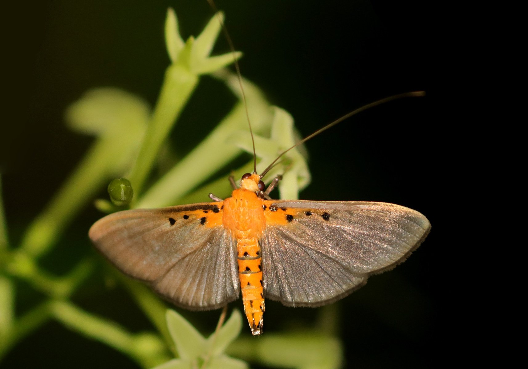 Pearl Moths (Filodes fulvidorsalis) - Bali Wildlife