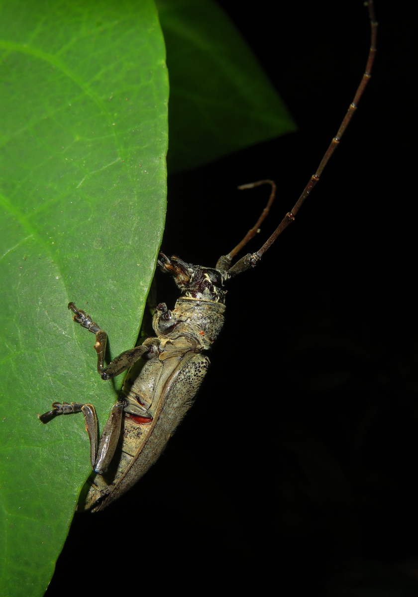 Flat-faced Longhorn Beetles (Pelargoderus bipunctatus) - Bali Wildlife