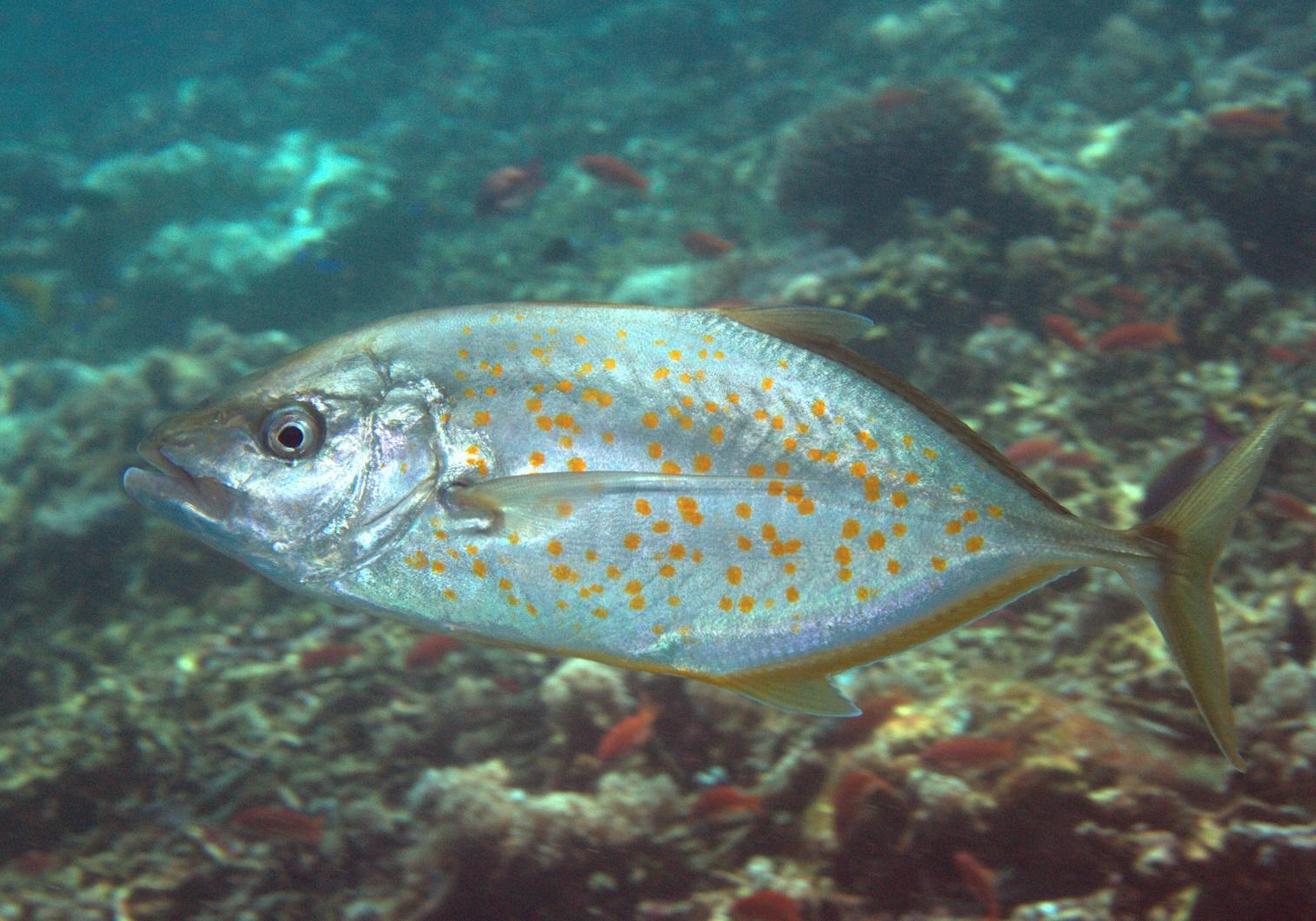 Orange-spotted Trevally (Flavocaranx bajad) - Bali Wildlife