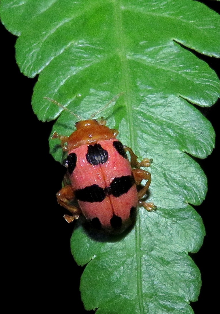 Flea Beetle (Podontia affinis) - Bali Wildlife