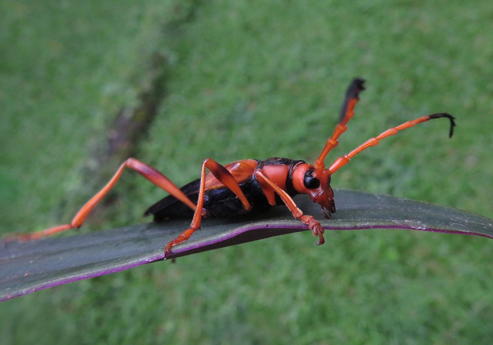 Flower Longhorn Beetles (Schmidtiana javanica) - Bali Wildlife