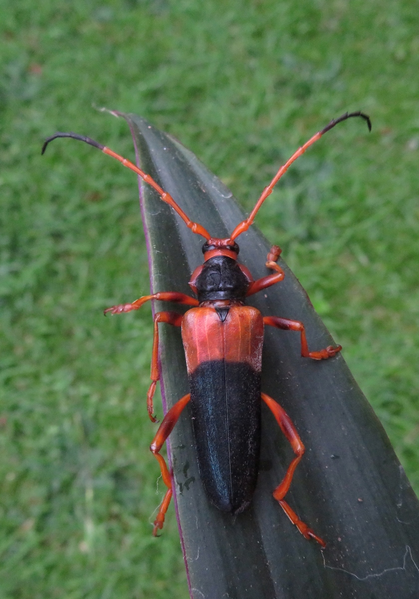 Flower Longhorn Beetles (Schmidtiana javanica) - Bali Wildlife