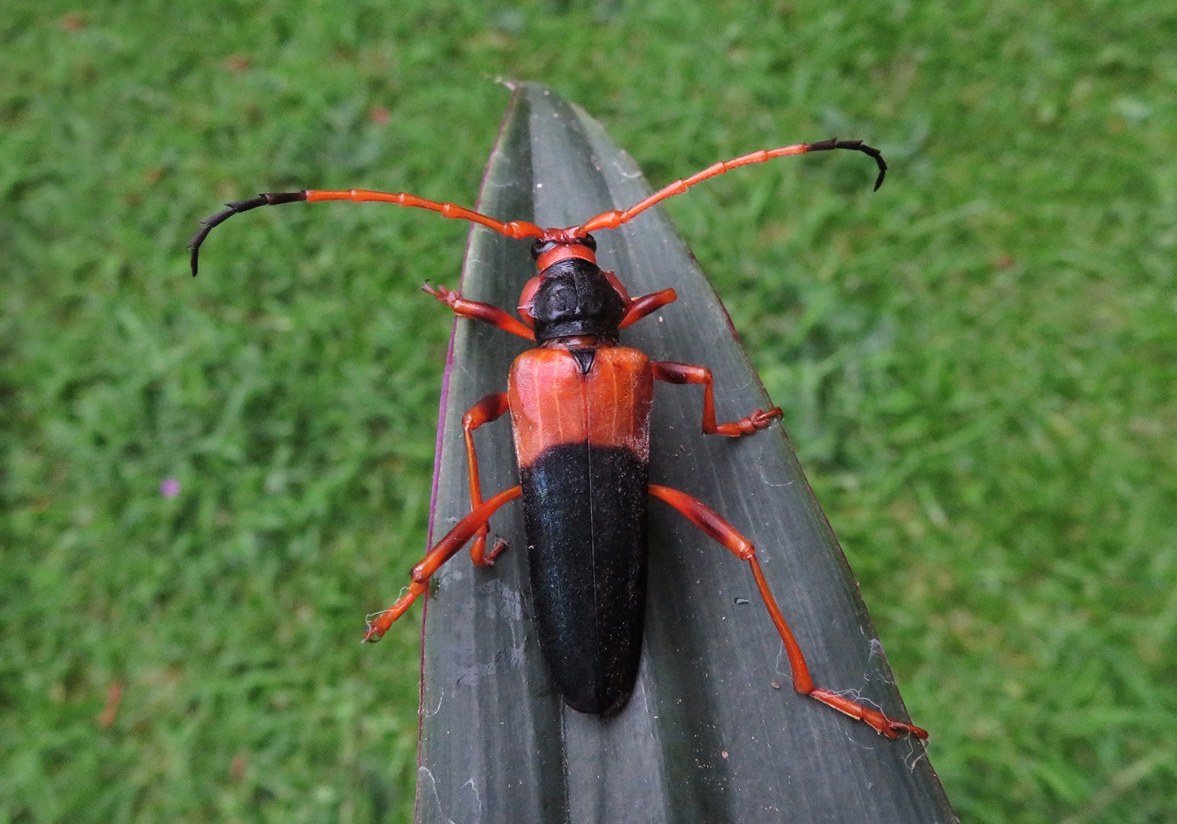 Flower Longhorn Beetles (Schmidtiana javanica) - Bali Wildlife