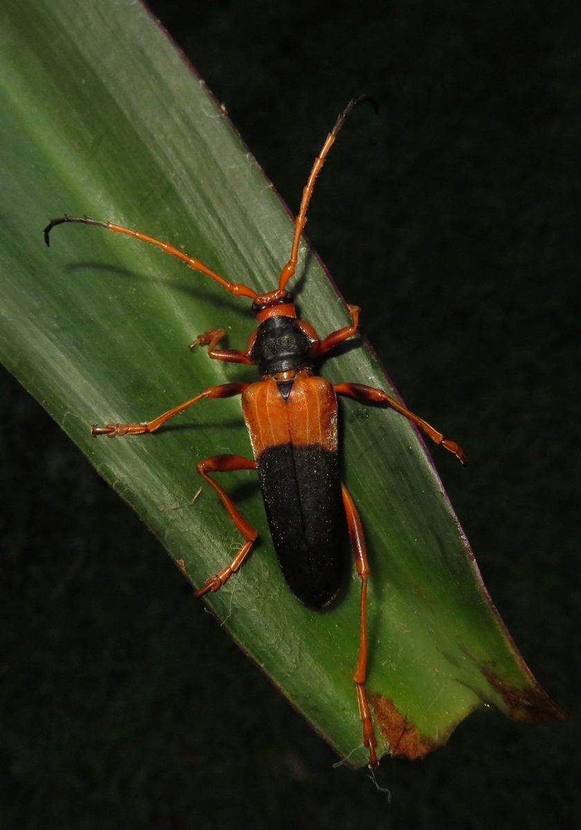 Flower Longhorn Beetles (Schmidtiana javanica) - Bali Wildlife