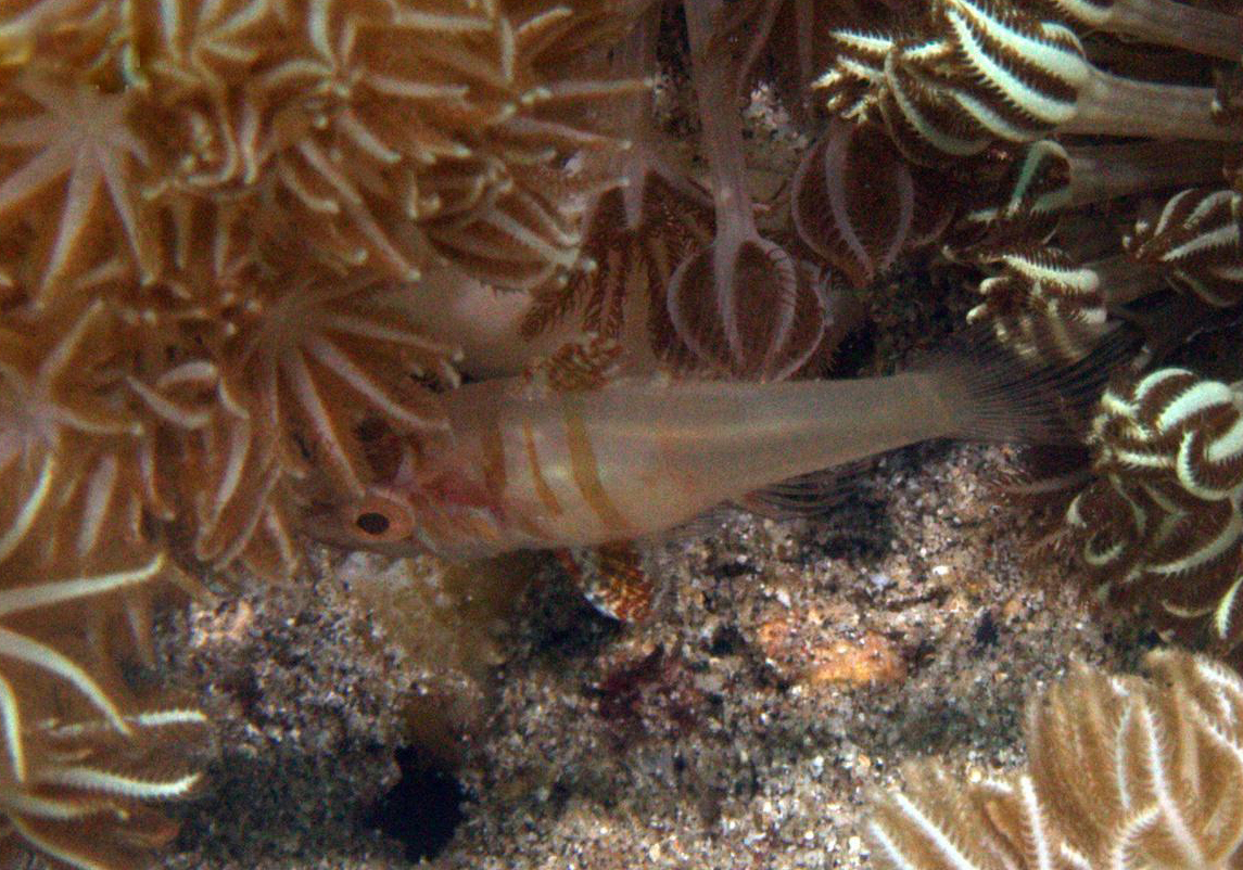 Hyaline Cardinalfish (Foa hyalina) - Bali Wildlife