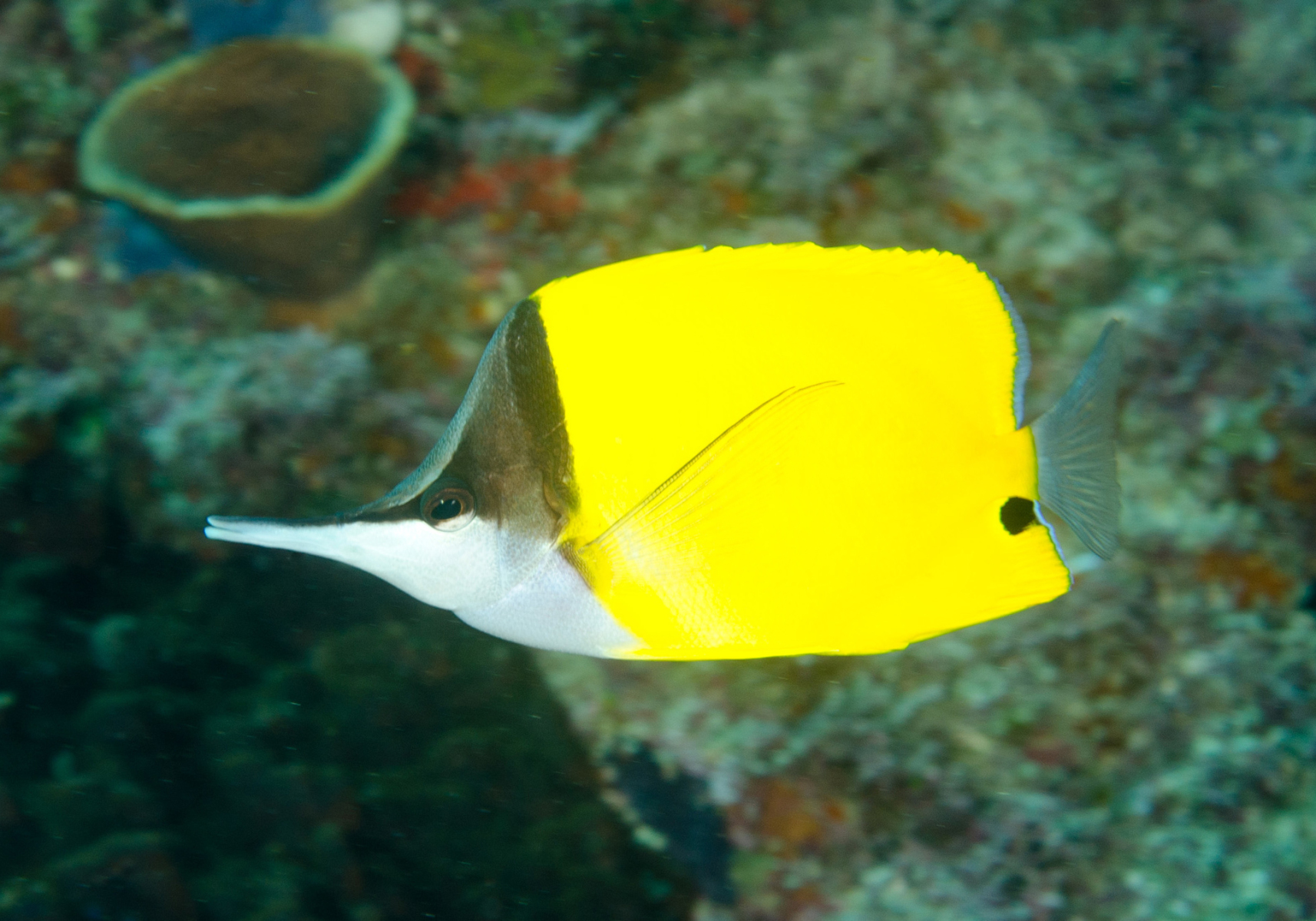 Forceps Butterflyfish (Forcipiger flavissimus) - Bali Wildlife