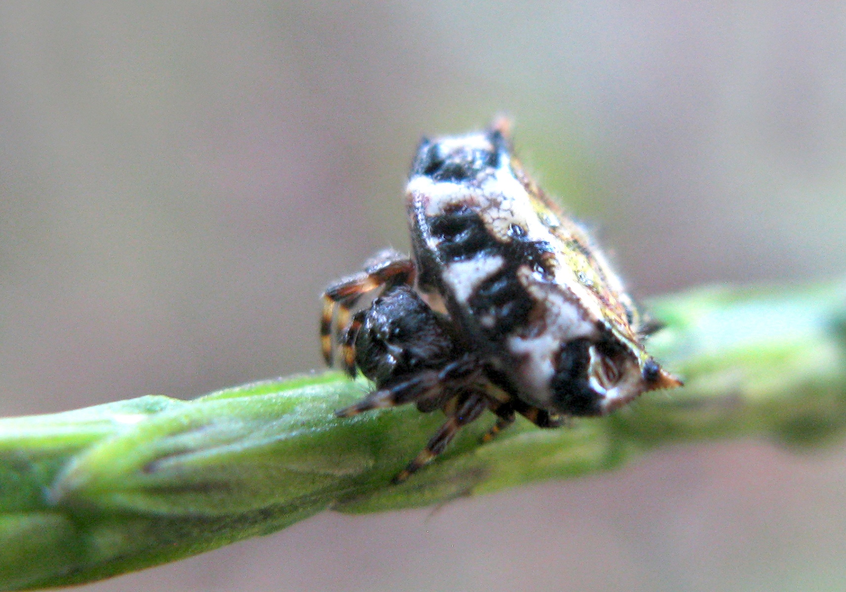 Black-and-white Spiny Spider (Gasteracantha kuhli) - Bali Wildlife