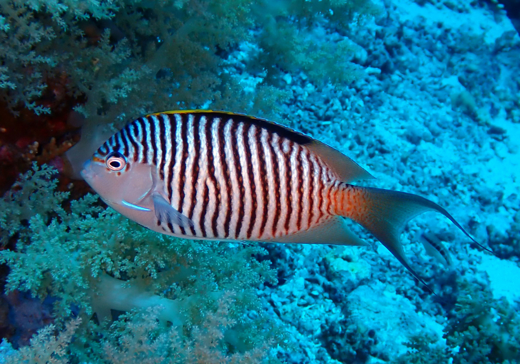 Zebra Angelfish (Genicanthus caudovittatus) - Bali Wildlife