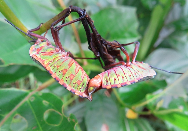 Giant Shield Bug (Pycanum alternatum) - Bali Wildlife