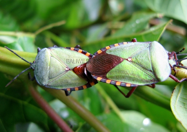 Giant Shield Bug (Pycanum alternatum) - Bali Wildlife