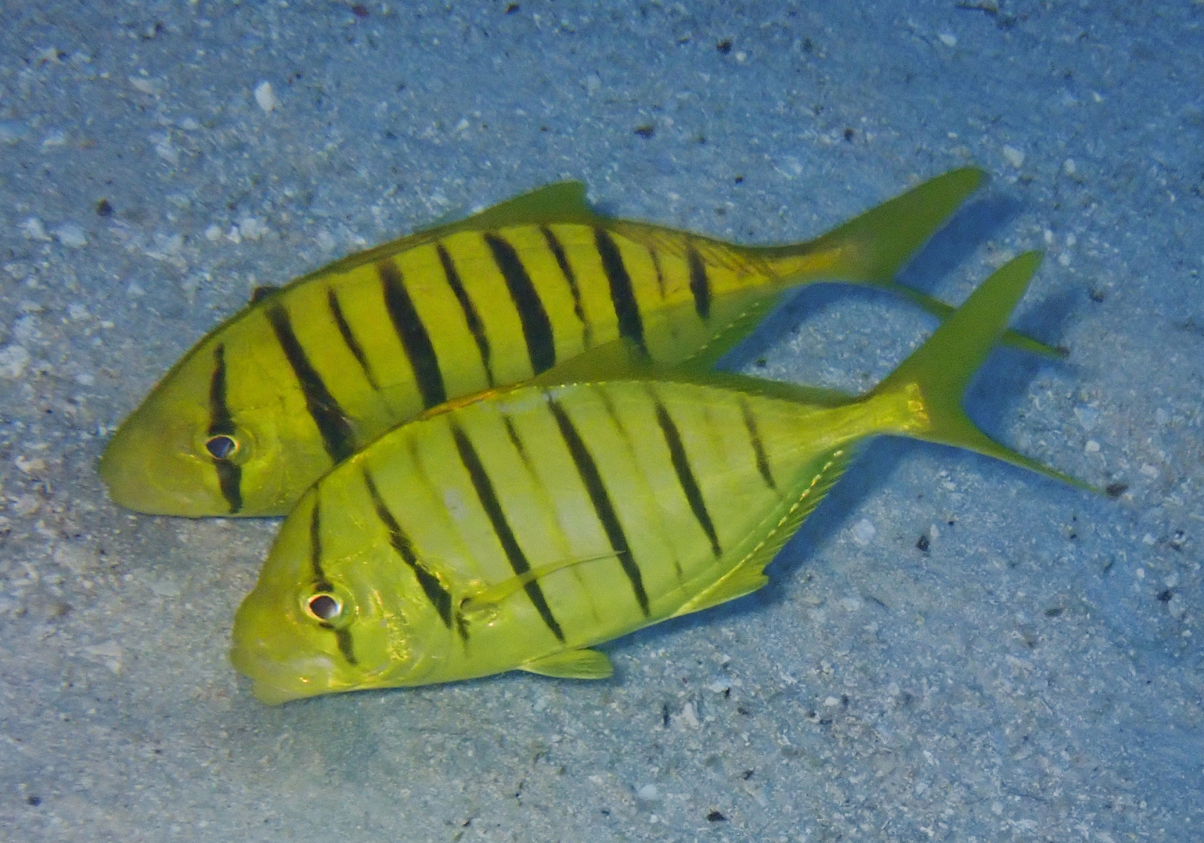 Golden Trevally (Gnathanodon speciosus) - Bali Wildlife