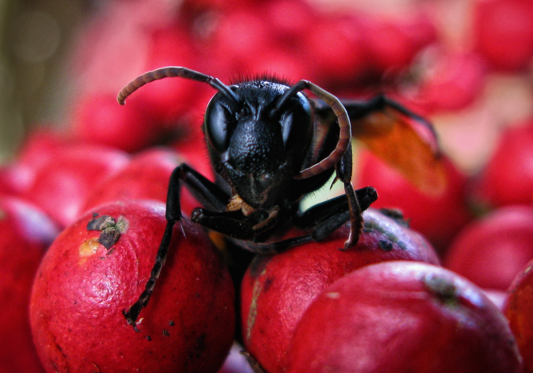 Greater Banded Hornet (Vespa tropica) - Bali Wildlife
