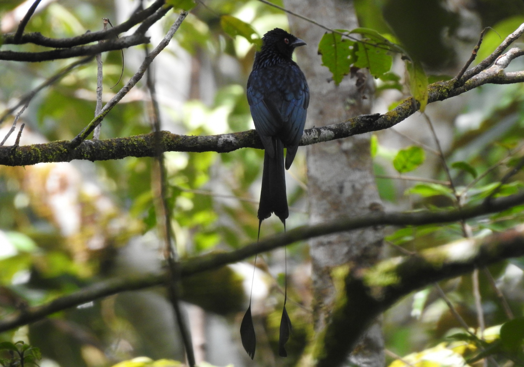 Greater-Racked Tailed Drongo (Dicrurus paradiseus) - Bali Wildlife