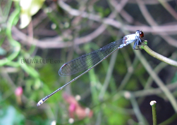 Capung Jarum Metalik (Pseudagrion pruinosum) - Bali Wildlife