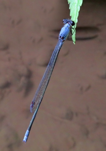Grey Sprite (Pseudagrion pruinosum) - Bali Wildlife