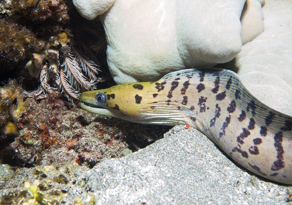 Fimbriated Moray (Gymnothorax fimbriatus) - Bali Wildlife
