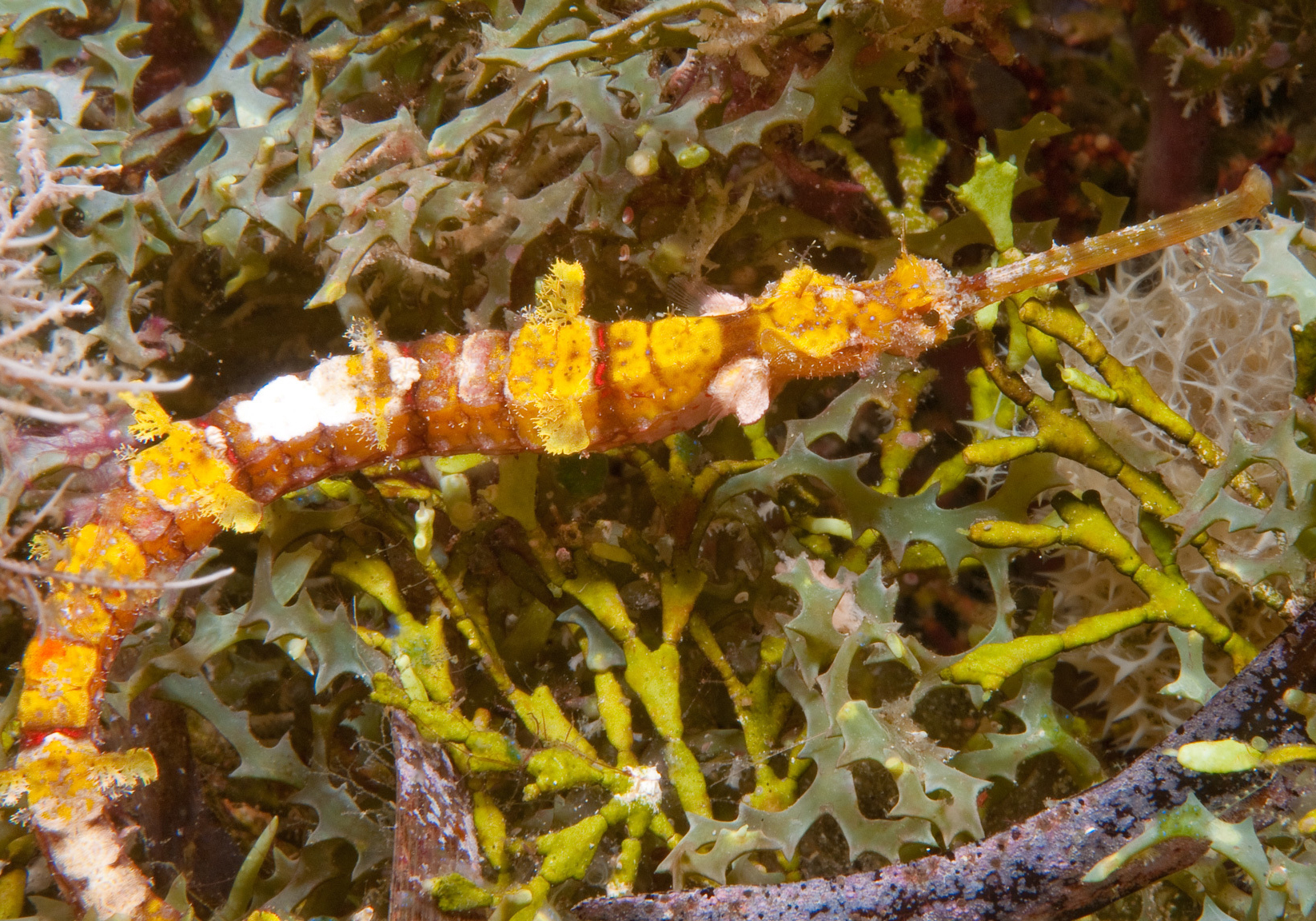 Winged Pipefish (Halicampus macrorhynchus) - Bali Wildlife