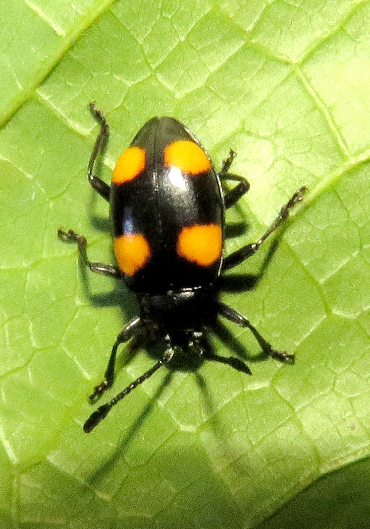Handsome Fungus Beetle (Eumorphus bulbosus) - Bali Wildlife