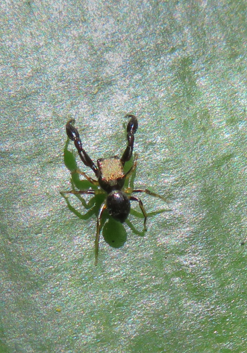 Jumping Spiders (Harmochirus brachiatus) - Bali Wildlife