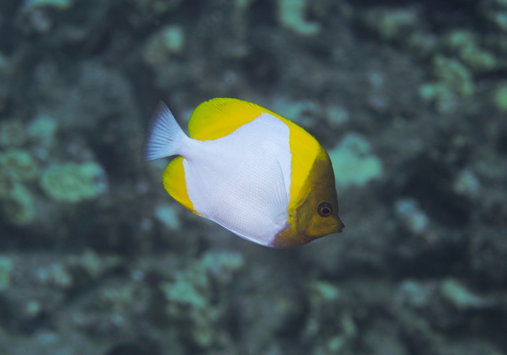 Pyramid Butterflyfish (Hemitaurichthys polylepis) - Bali Wildlife