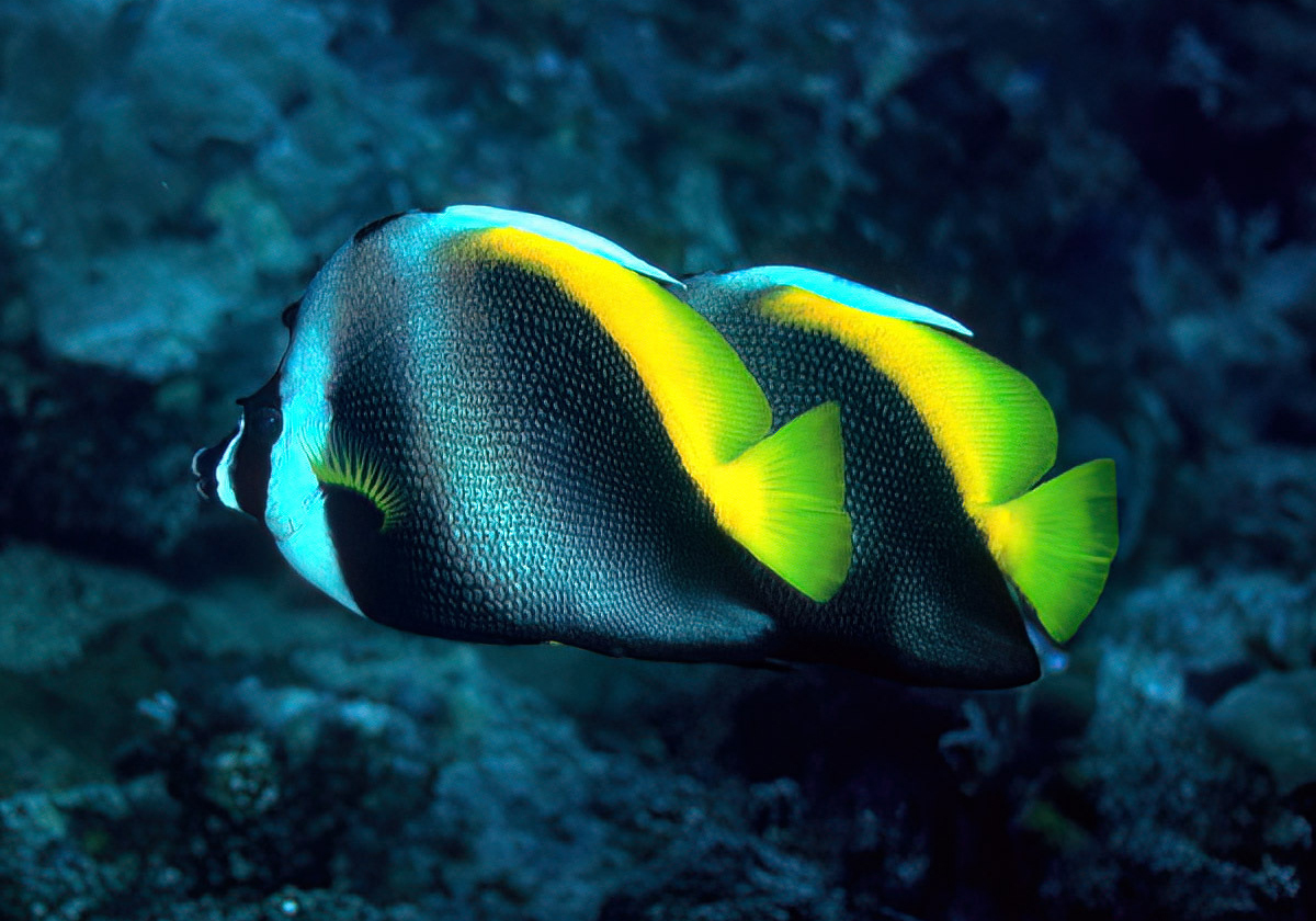 Singular Bannerfish (Heniochus singularius) - Bali Wildlife