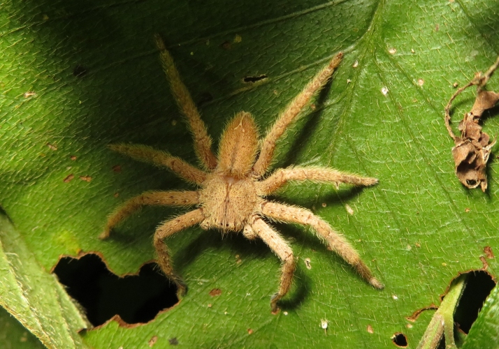 Huntsman Spiders (Heteropoda javana) - Bali Wildlife