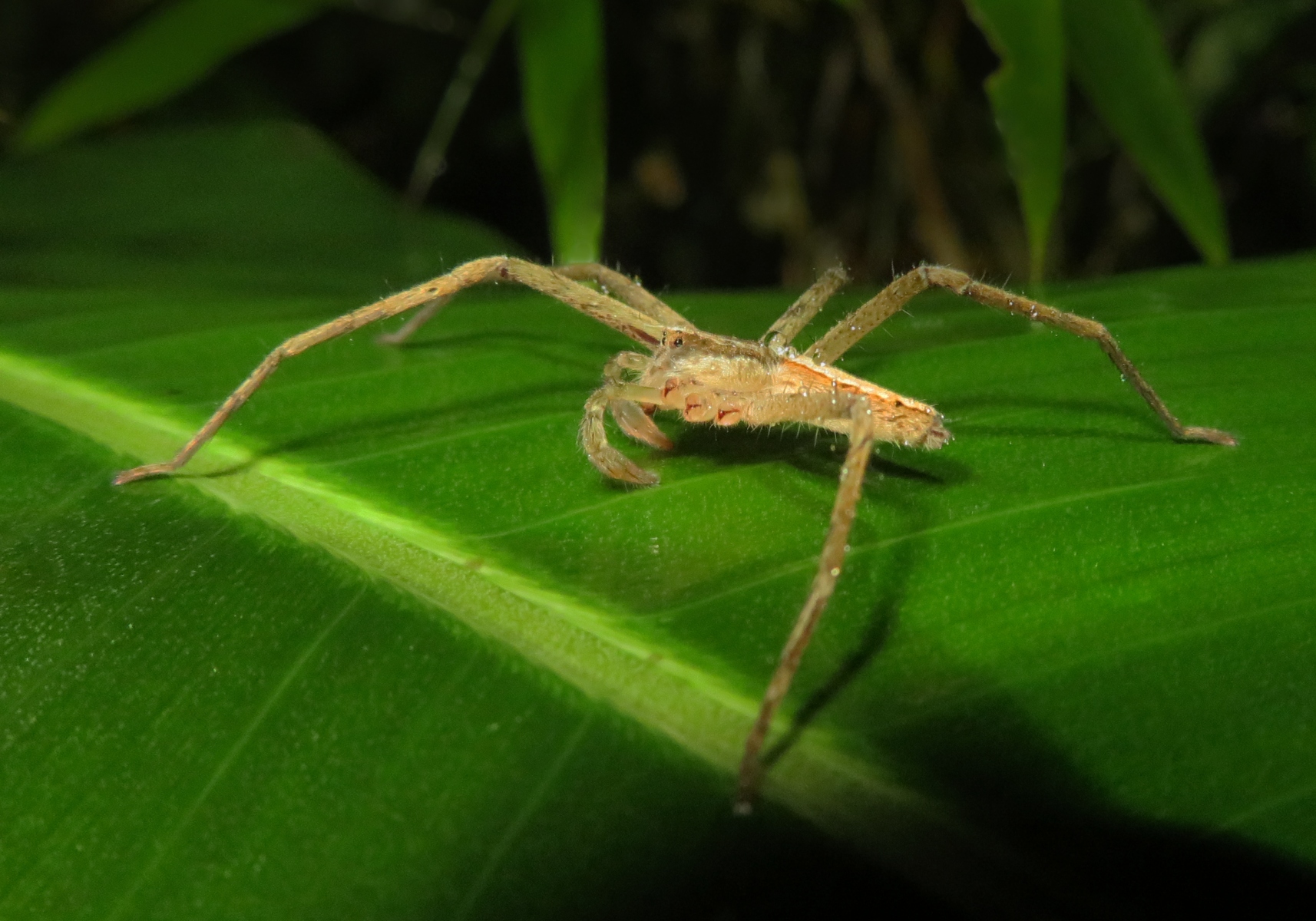 Huntsman Spiders (Heteropoda ocyalina) - Bali Wildlife