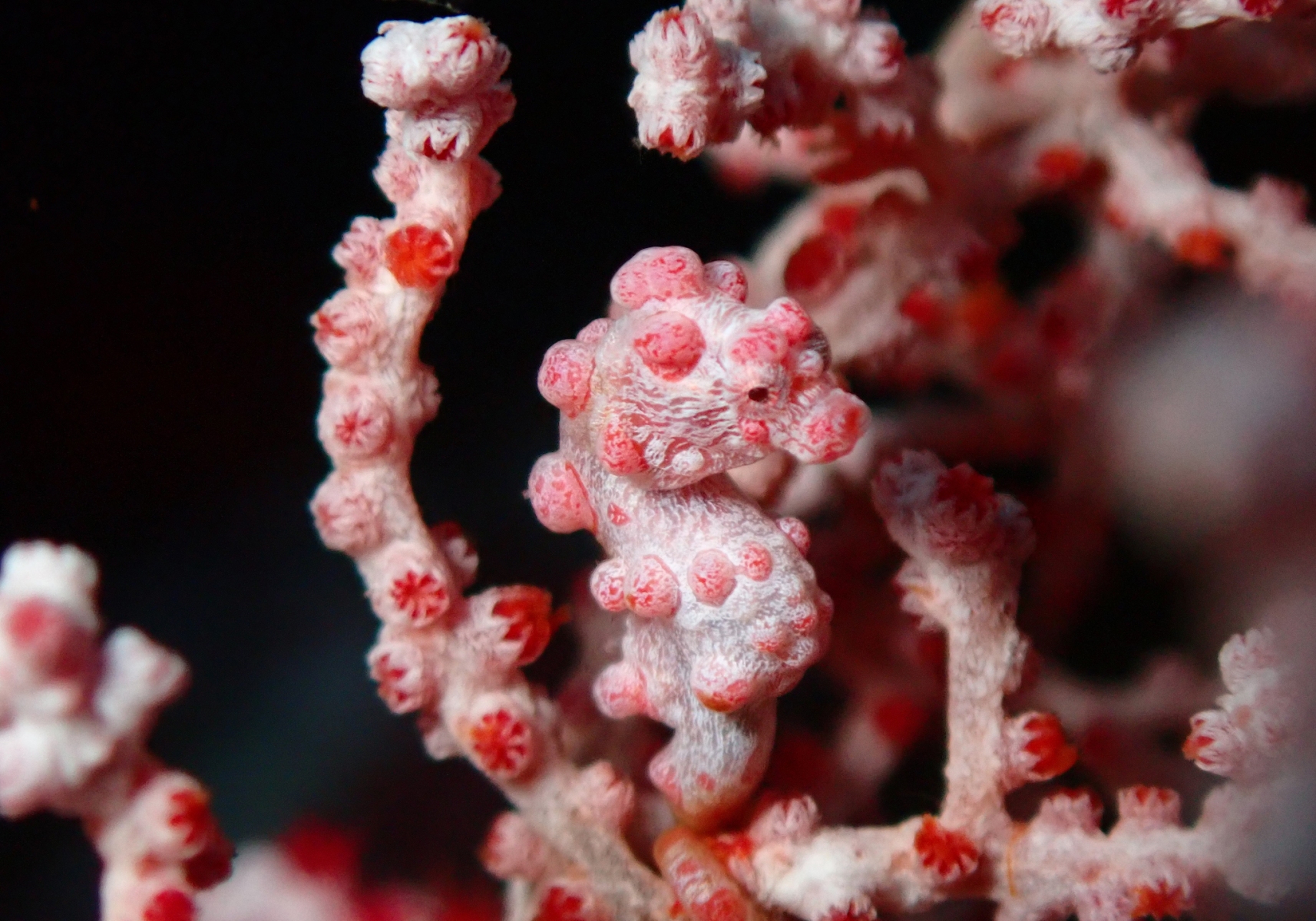 Pygmy Seahorse (Hippocampus bargibanti) - Bali Wildlife