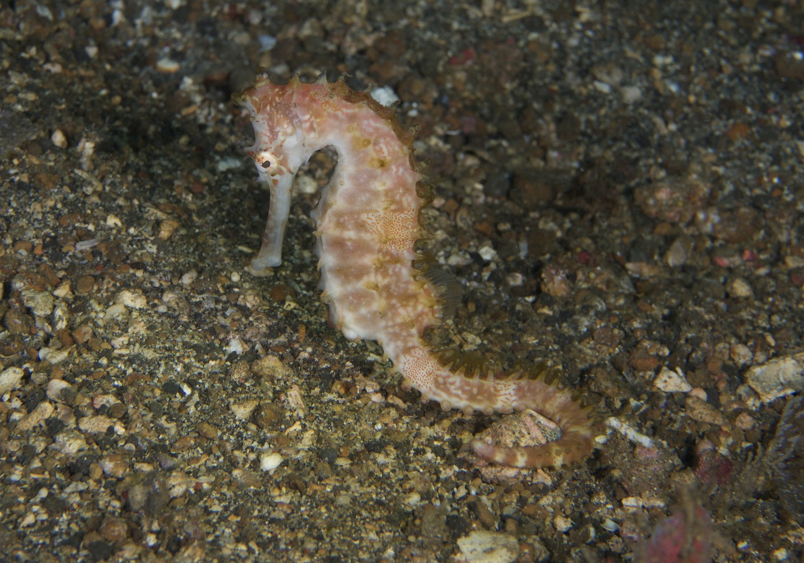 Spiny Seahorse (Hippocampus histrix) - Bali Wildlife