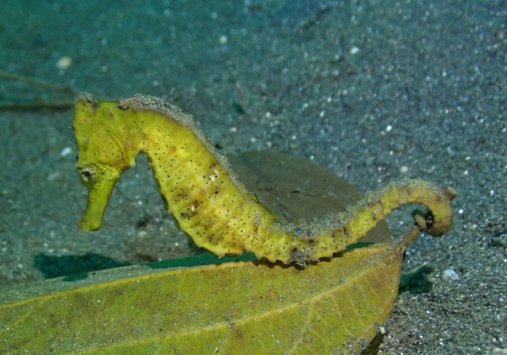 Common Seahorse (Hippocampus kuda) - Bali Wildlife