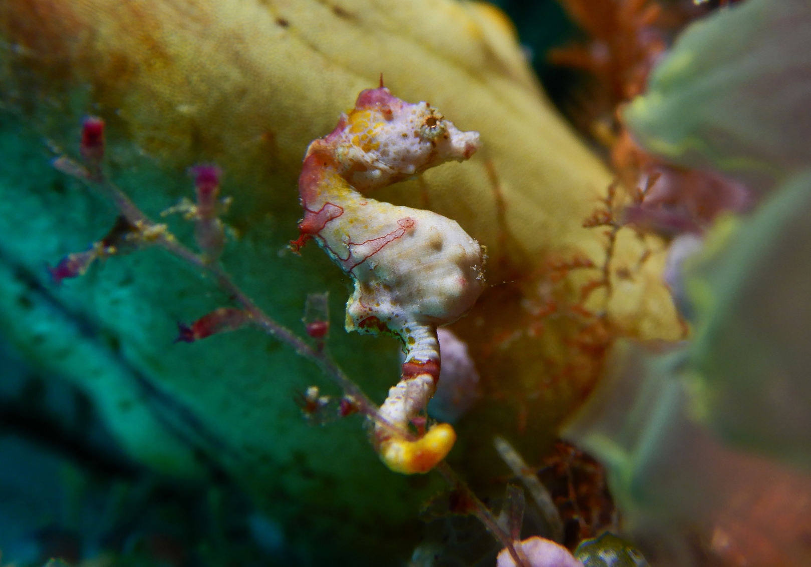 Weedy Pygmy Seahorse (Hippocampus pontohi) - Bali Wildlife