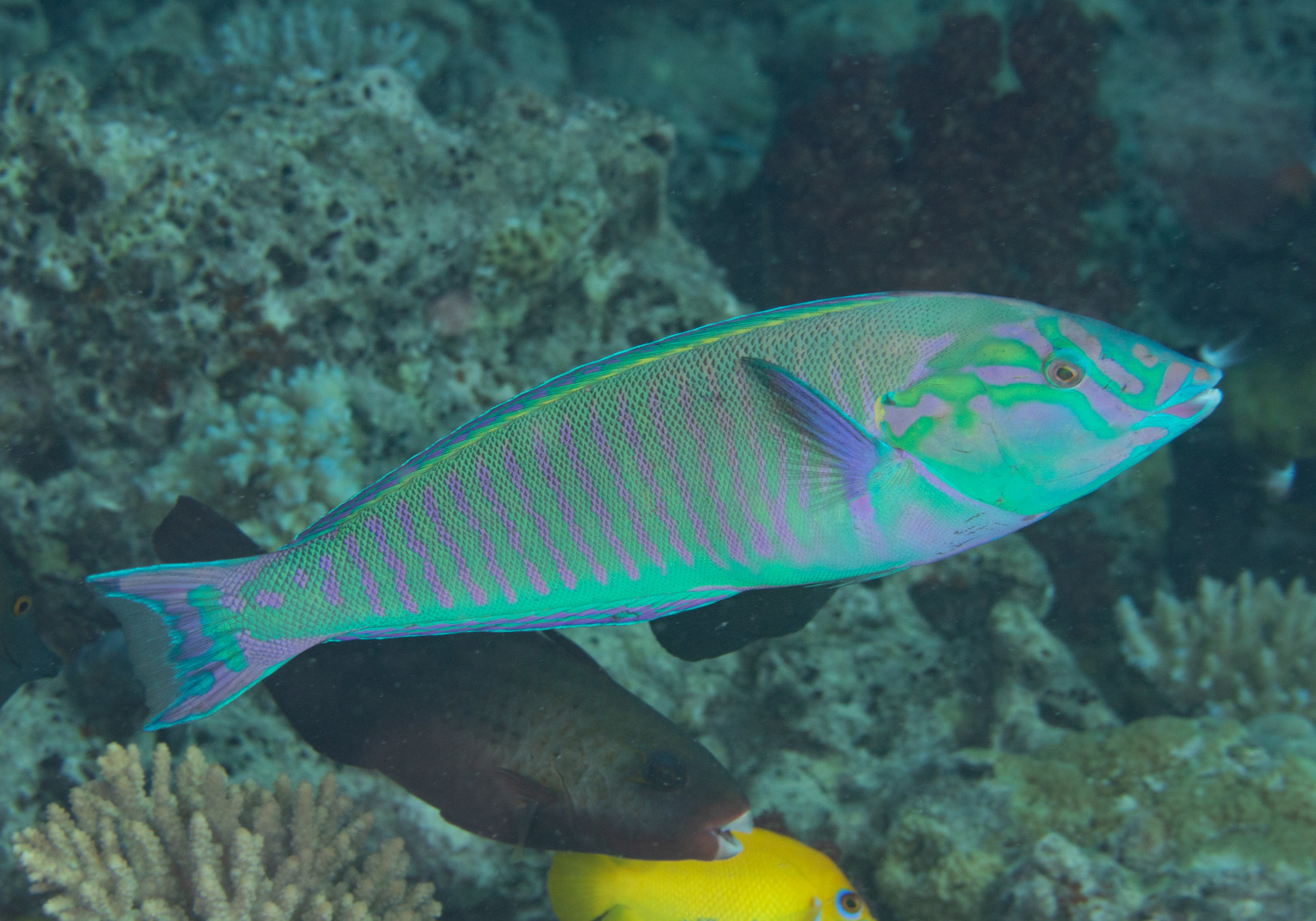 Ringed Slender Wrasse (Hologymnosus annulatus) - Bali Wildlife