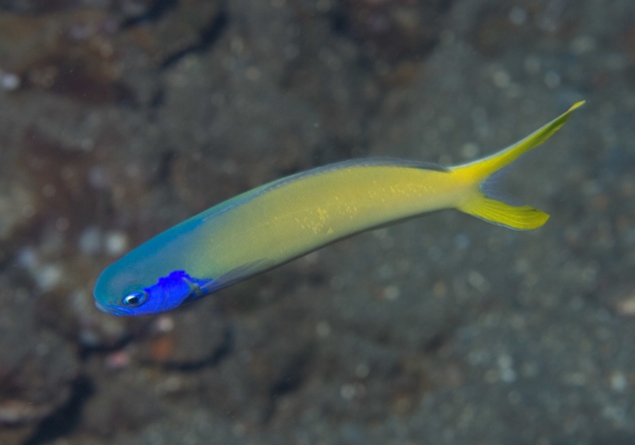 Bluehead Tilefish (Hoplolatilus starcki) - Bali Wildlife