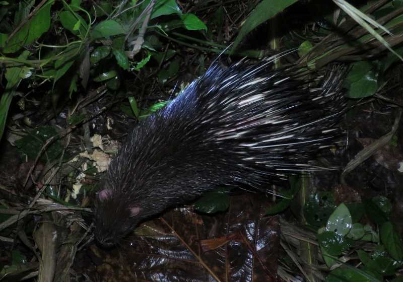 Javan Porcupine (Hystrix javanica) - Bali Wildlife